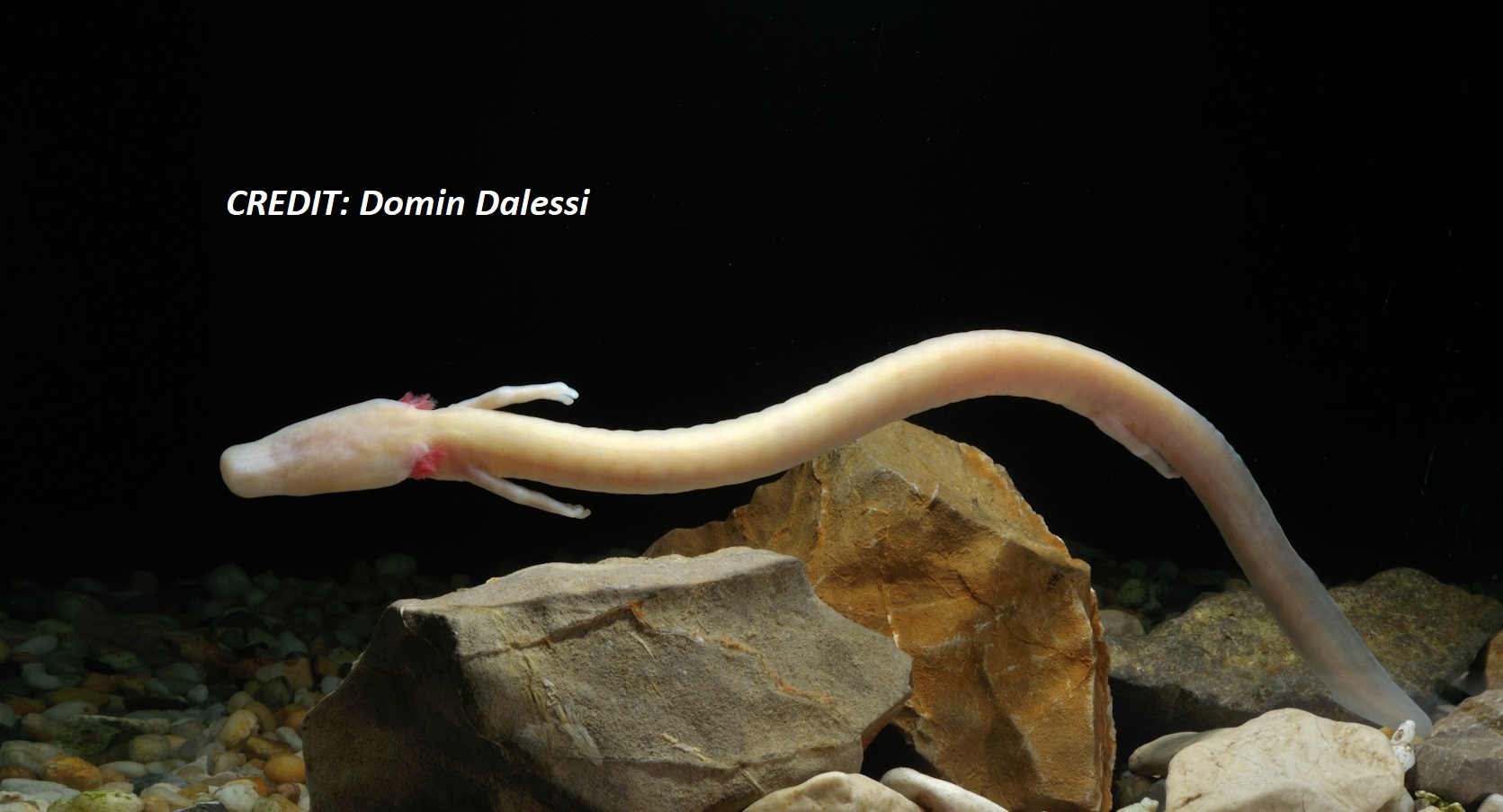 Dr Rok Kostanj ek Revealing The Olm Salamander s Secrets To Advance